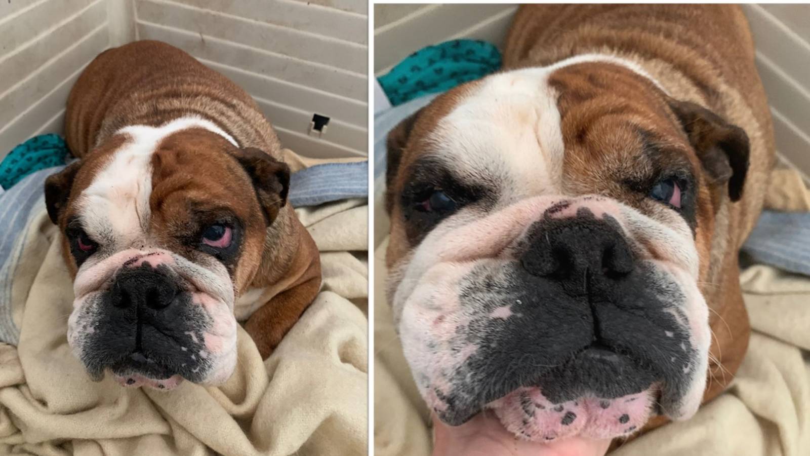 "L-Operazzjoni F'Għajnejn Tasha Kienet Suċċess Kbir. Issa Tista' Tara U ...