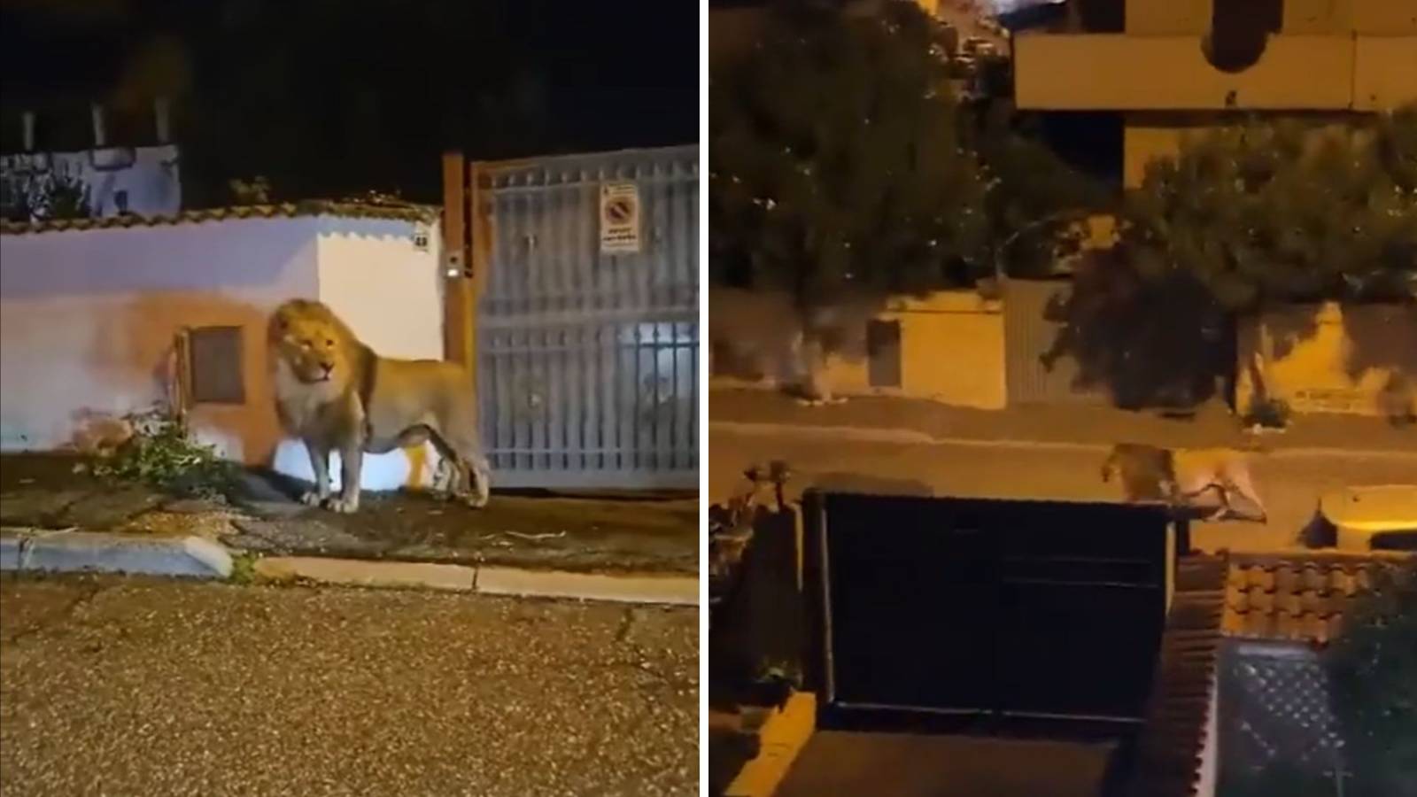 Bil-Filmati: Iljun Li Ħarab Miċ-Ċirku F'Nofs Ta' Lejl Jintlemaħ Miexi U ...