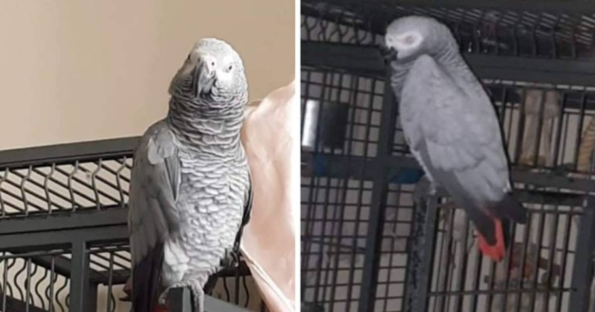 Jintilef Dan Il-Pappagall – Ser Jingħata Rigal Lil Min Isibu