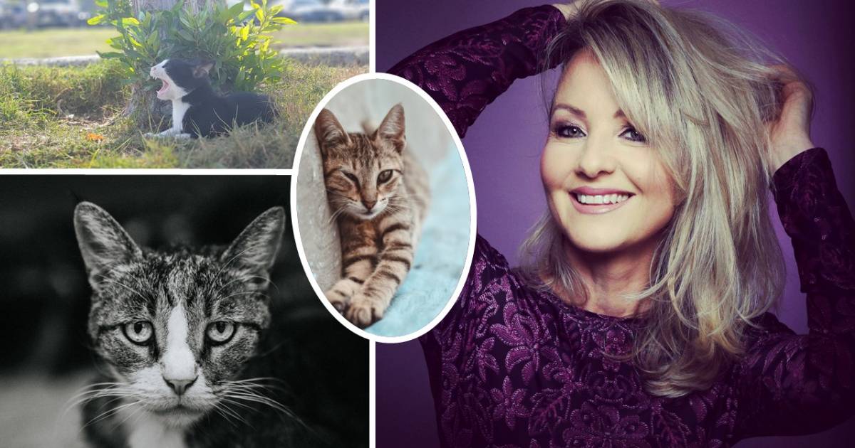 "Il-Feeders Naf Li Għandhom Neutering Vouchers Mill-Iskema Tal-Gvern ...