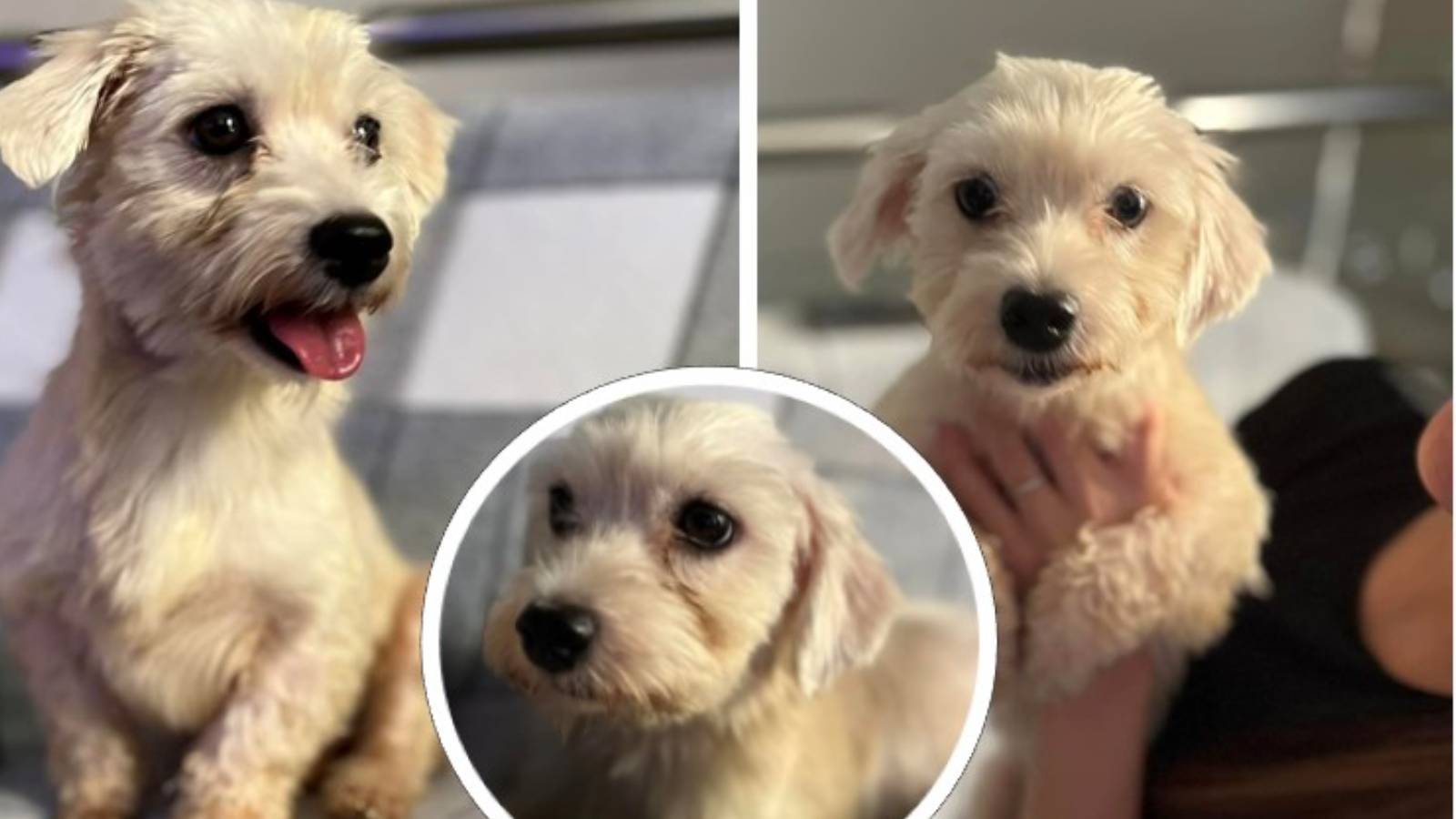 “Polly Hija Waħda Mill-Klieb Li Ġew Ikkonfiskati Mid-Dipartiment tal ...