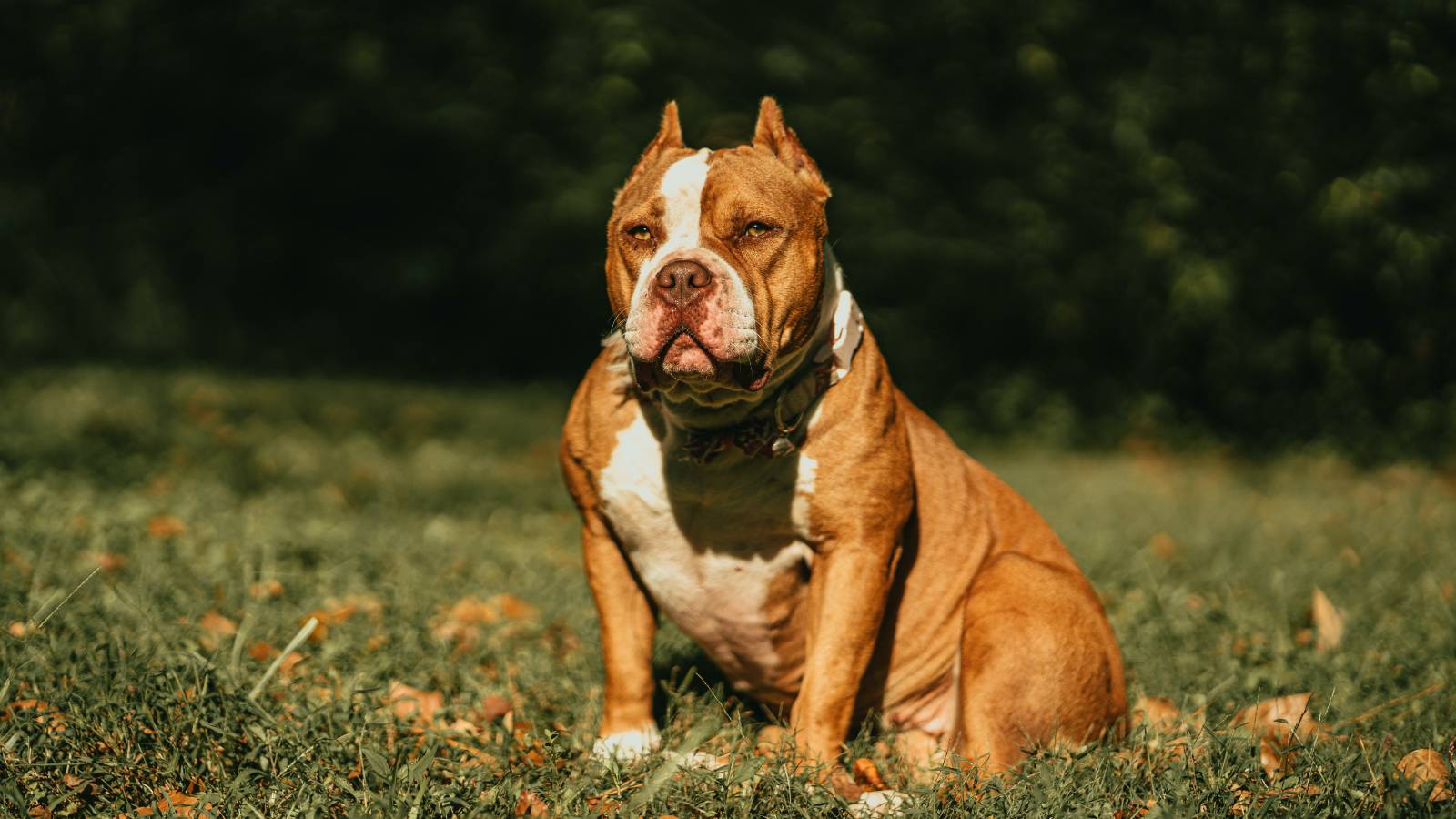L-Ingilterra Trid Tipprojbixxi L-Kelb American Bully Wara Li Tifla Ġiet ...